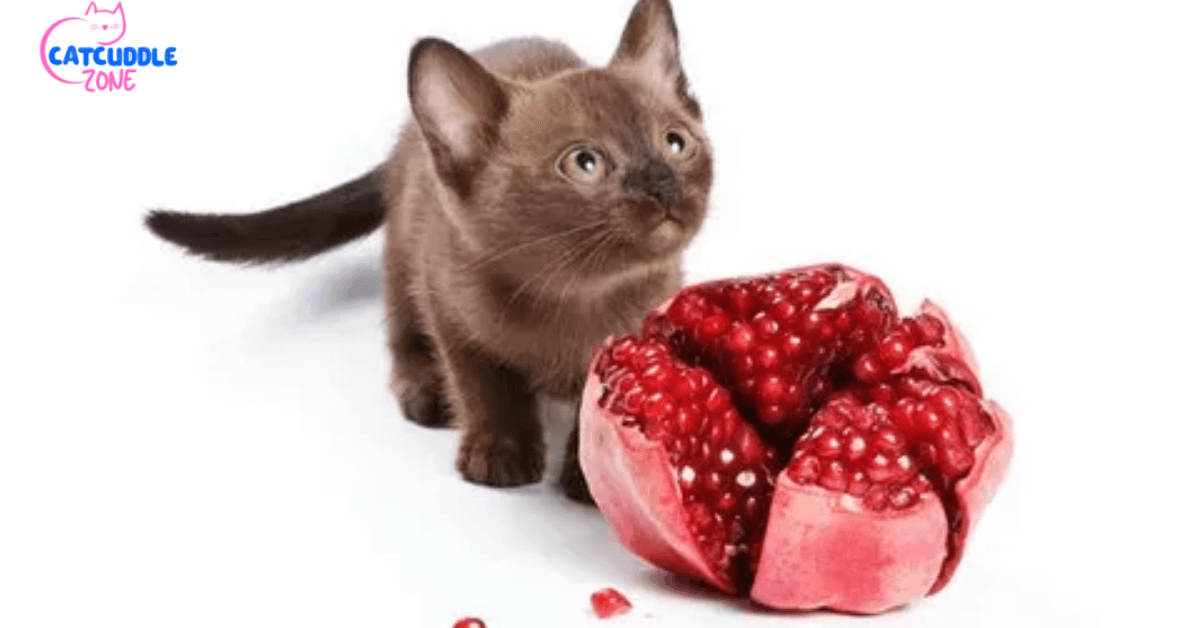 Can Cats Eat Pomegranate? Everything You Need to Know