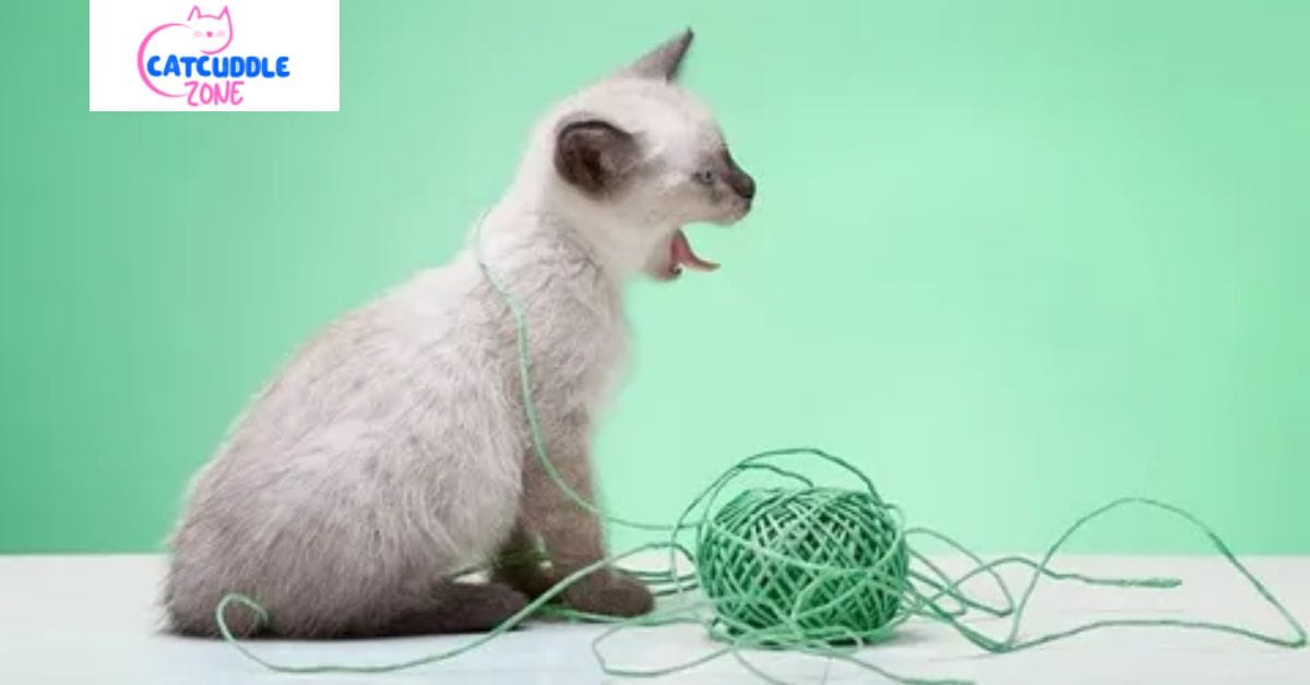 Cat Swallowed String: Risks, Signs & What to Do