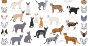 Are Kuppies Hybrid Real? Can Dogs and Cats Crossbreed?