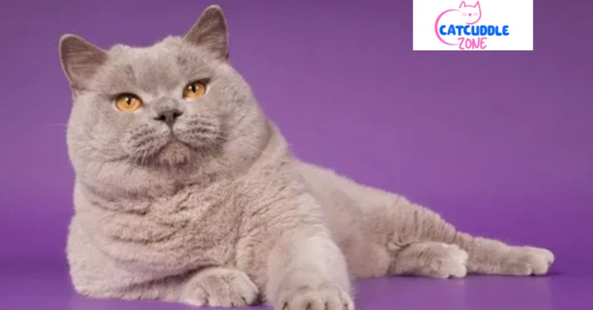 Lilac Cats: Breed, Beauty, and Why Everyone Loves Them