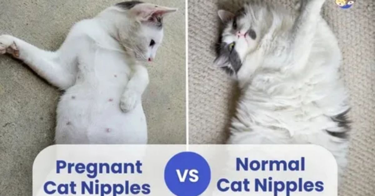 Pregnant Cat Nipples vs Normal: Key Signs and What to Do