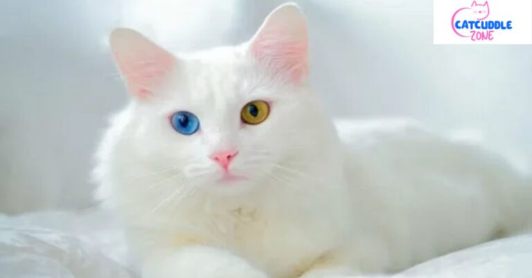 Russian White Cat: Guide to Personality, Care & Facts