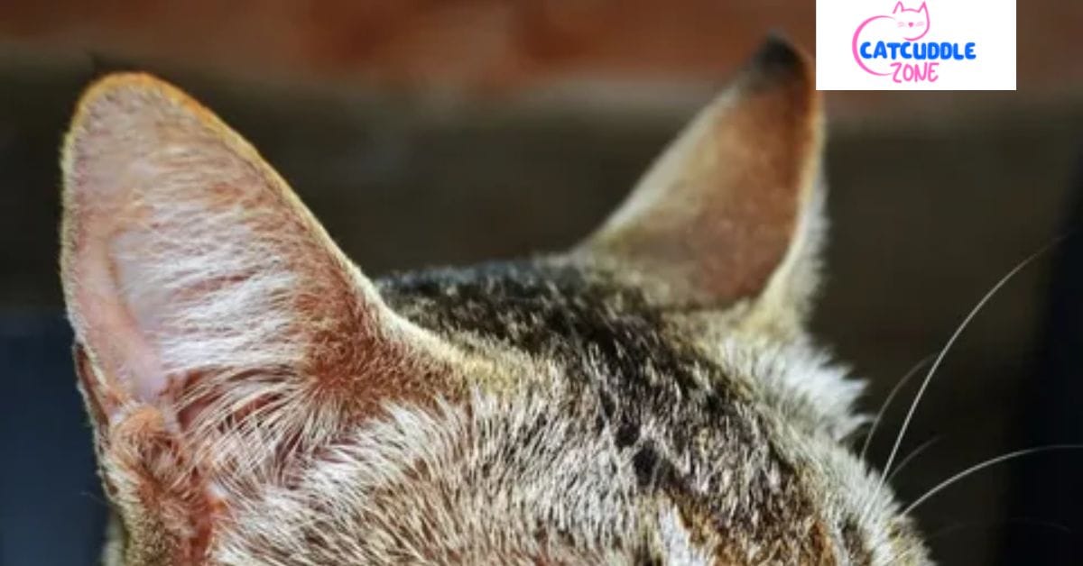 Why Are My Cats Ears Warm? (Complete Guide for Pet Owners)
