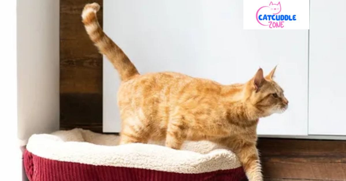 Why Do Cats Wag Their Tails While Lying Down? A Complete Guide