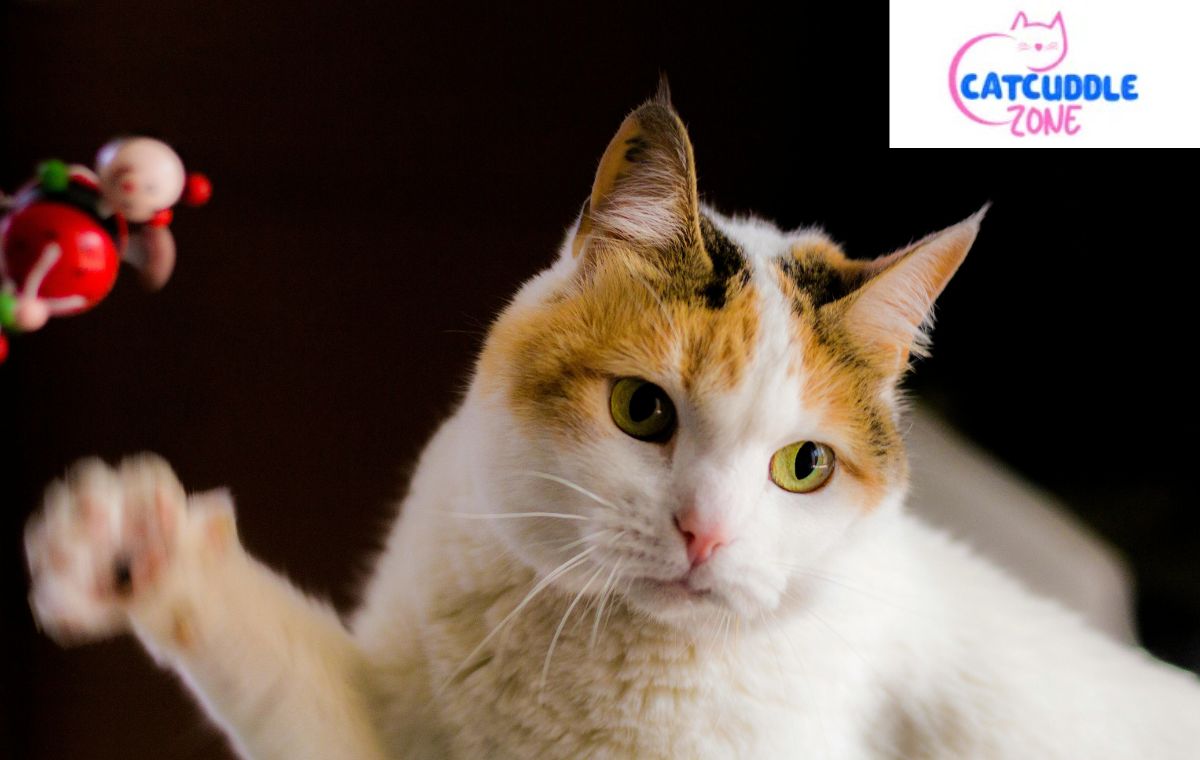 10 Things to Know About Dilute Calico Cat: Traits, Care & Facts