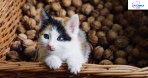 Can Cats Eat Walnuts? Complete Vet-Approved Guide