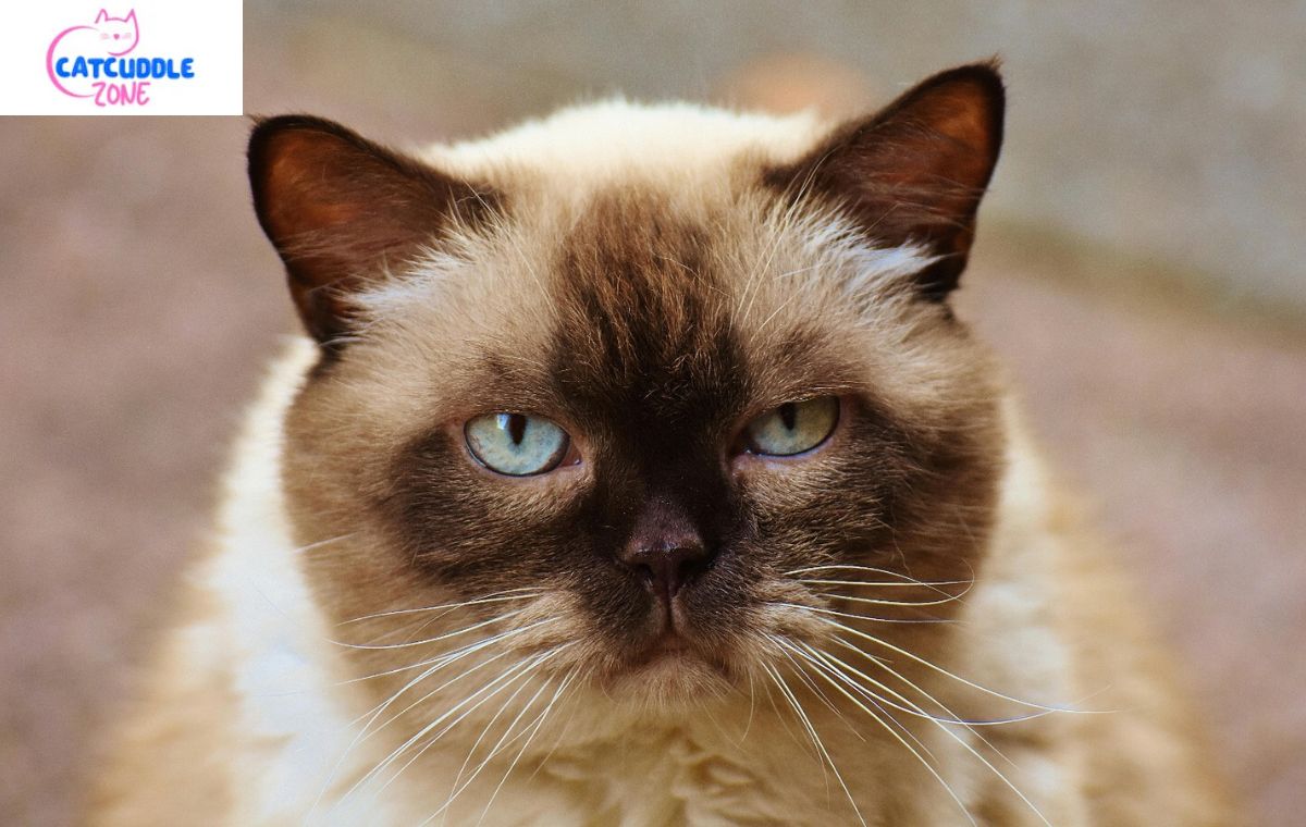 Blue Point Siamese Cats: Complete Guide (Traits, Care & Facts)