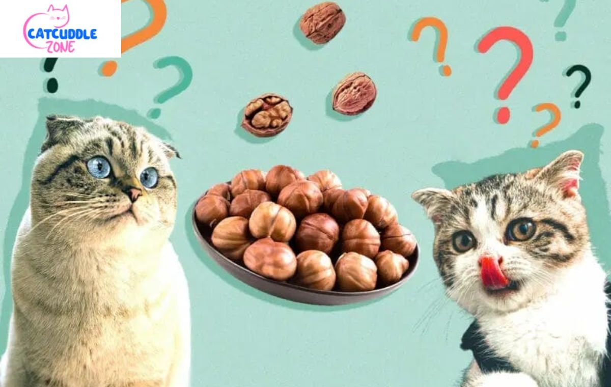 Can Cats Eat Walnuts? Complete Vet-Approved Guide