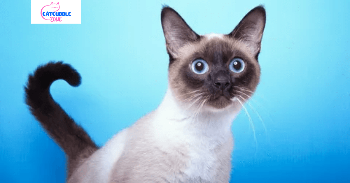 Chocolate Point Siamese Cat Guide: Traits & Care Tips