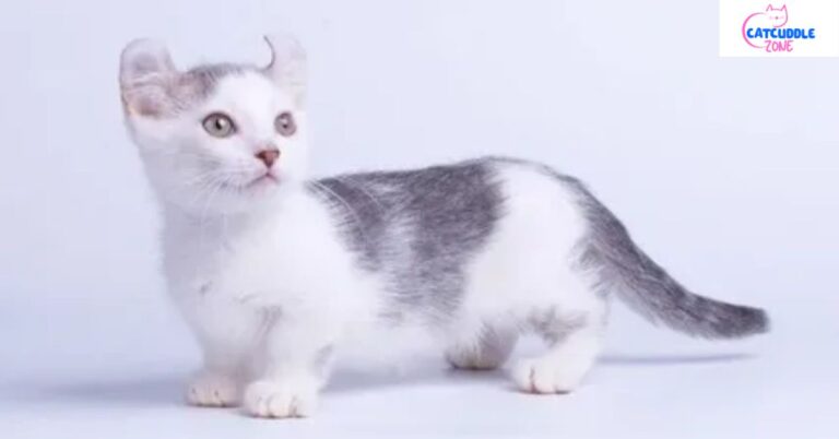 Kinkalow Cat Breed: Guide to This Rare and Cute Feline