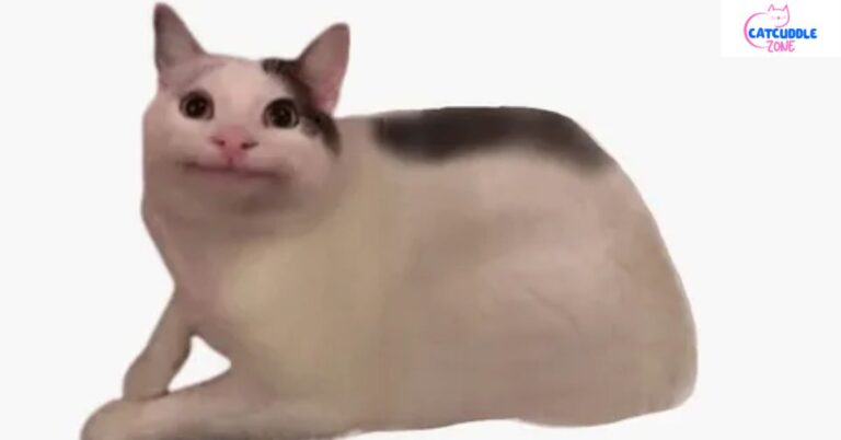 The Story of Beluga Cat: The Internet's Most Polite Cat