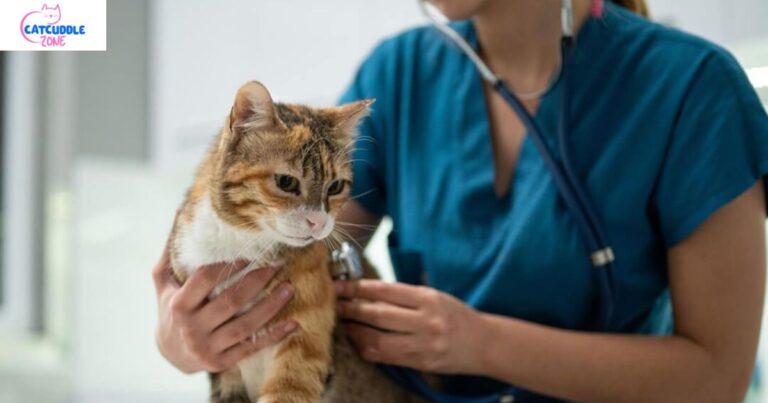 Heart Murmur in Cats: Causes, Symptoms, and Complete Care Guide